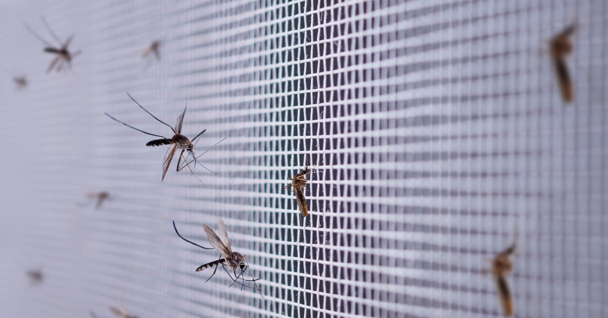 Bugs Inside Your Home? Replace Your Window Screens